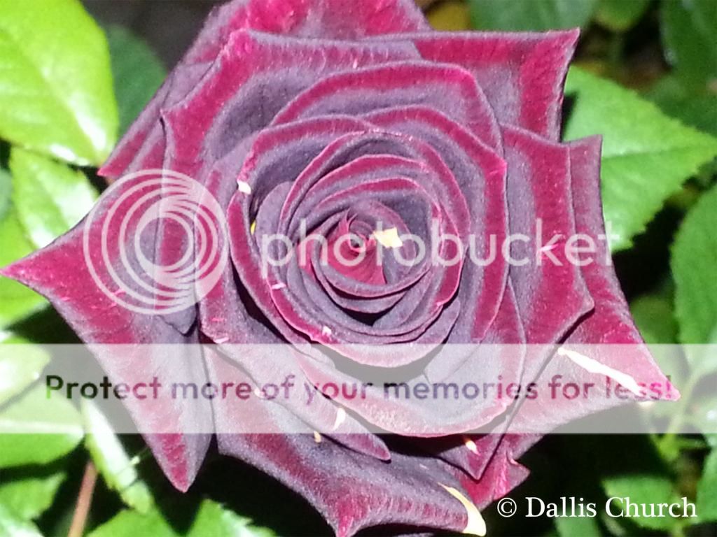 My Hocus Pocus/ Memphis Music rose's Last bloom for the year ...