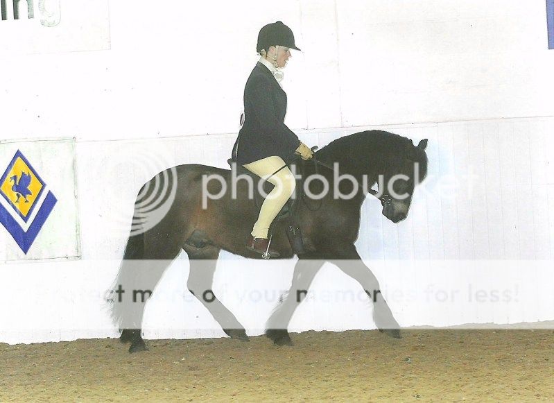 Shilstone Rocks Dartmoor | Horse Gossip