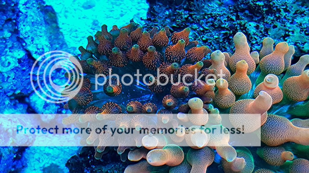 Compare your Anemone to a CC Supernova BTA...Judges who is the winner ...