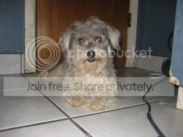 Shih Tzu Pixie was rescued after 1 month 1/2 of starving... new shelter ...