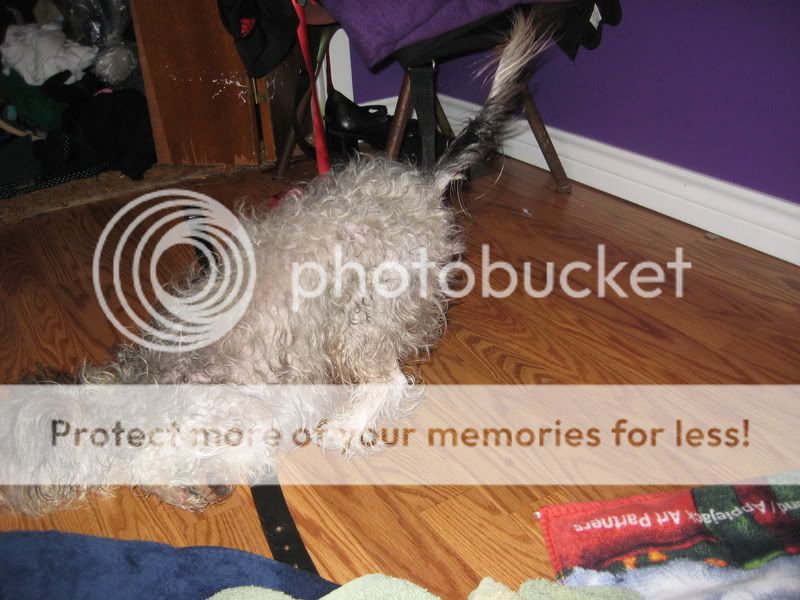 Shih Tzu Pixie was rescued after 1 month 1/2 of starving... new shelter ...