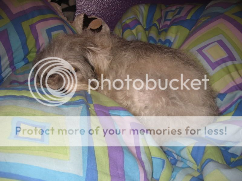 Shih Tzu Pixie was rescued after 1 month 1/2 of starving... new shelter ...