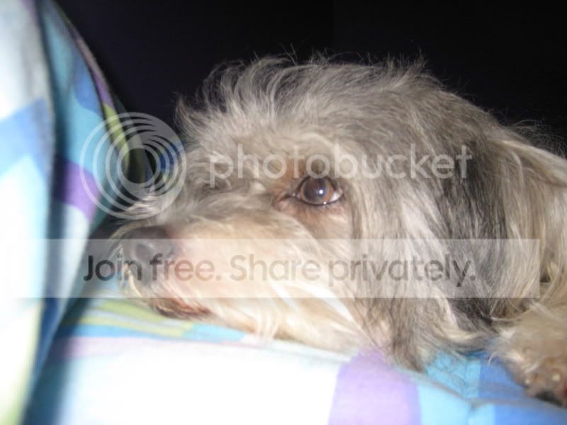 Shih Tzu Pixie was rescued after 1 month 1/2 of starving... new shelter ...