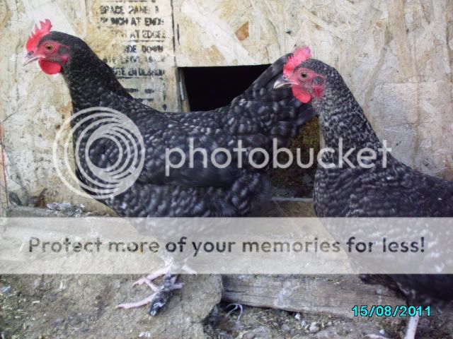 6+ Bantam Cuckoo Marans eggs (pics inside) | BackYard Chickens - Learn ...