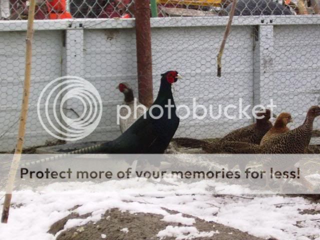 Melanistic Pheasants | BackYard Chickens - Learn How to Raise Chickens