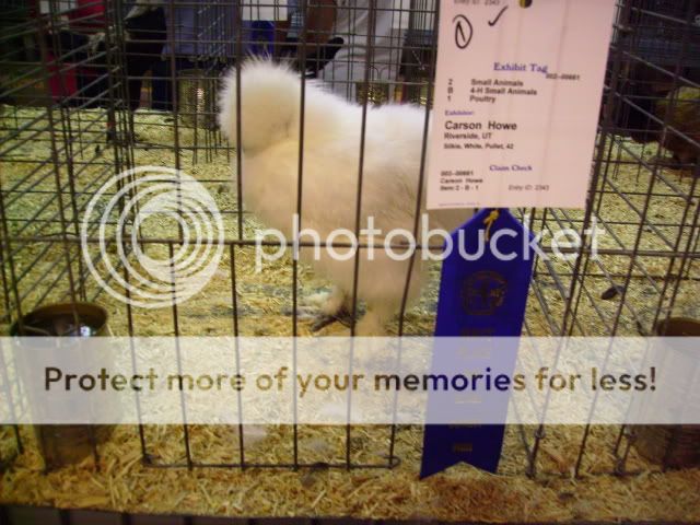 Results from The Box Elder county Fair 4H {pic heavy] | BackYard ...