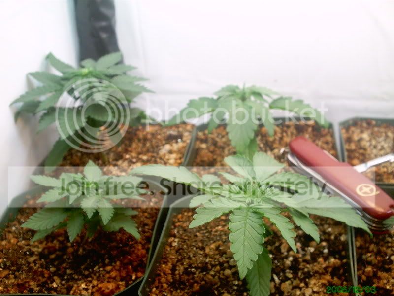 First Lowryder #2 grow | Rollitup