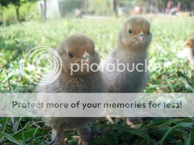 Pics of 1 week old Chicks~lots of pics! | BackYard Chickens - Learn How ...
