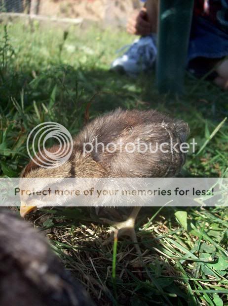 Pics of 1 week old Chicks~lots of pics! | BackYard Chickens - Learn How ...