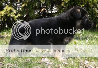 Mission Impossible! (stacking 8 puppies) | Page 2 | German Shepherds Forum