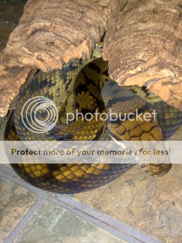 Scrub Pythons | Reptile Forums