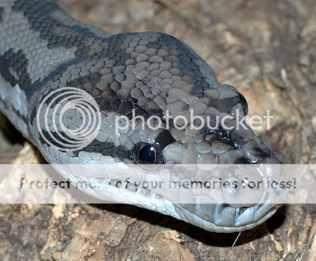 SE England - Adult male Inland Carpet Python | Reptile Forums