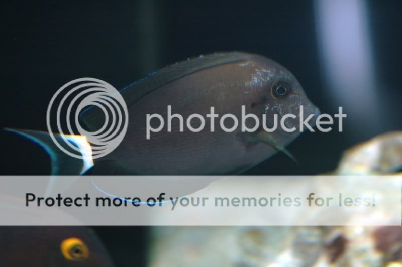 A few pictures of my fish in my 600 | Page 5 | AquariaCentral.com